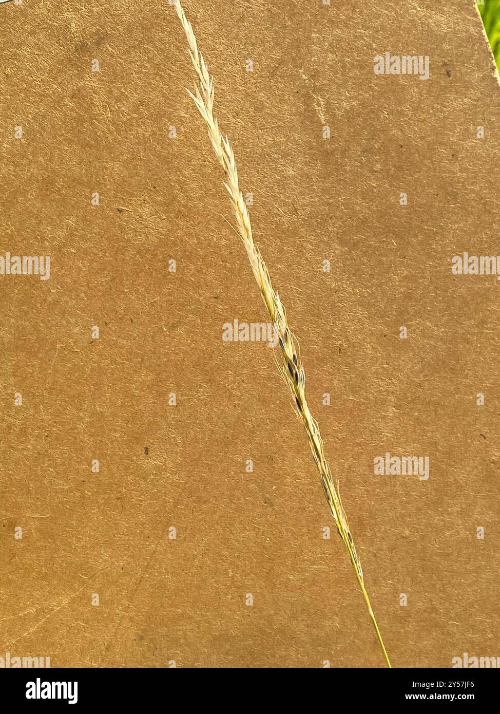 green needlegrass (Nassella viridula) Plantae Stock Photo - Alamy