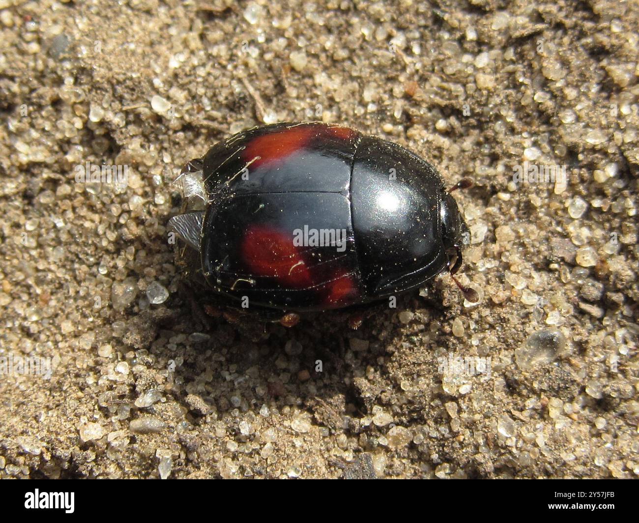 Quadrinotatus hi-res stock photography and images - Alamy