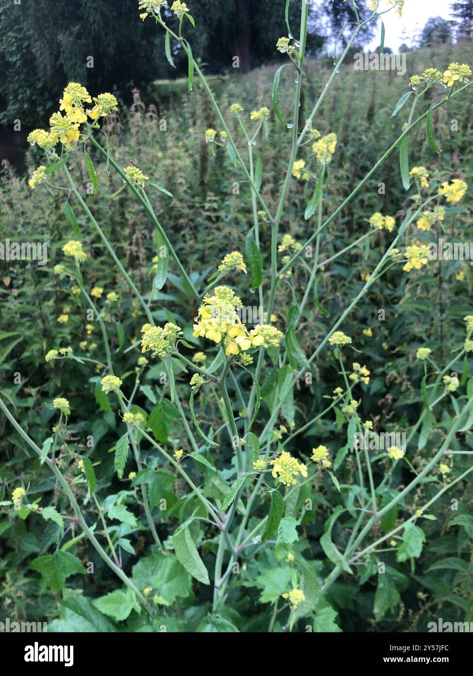 annual bastard cabbage (Rapistrum rugosum) Plantae Stock Photo - Alamy