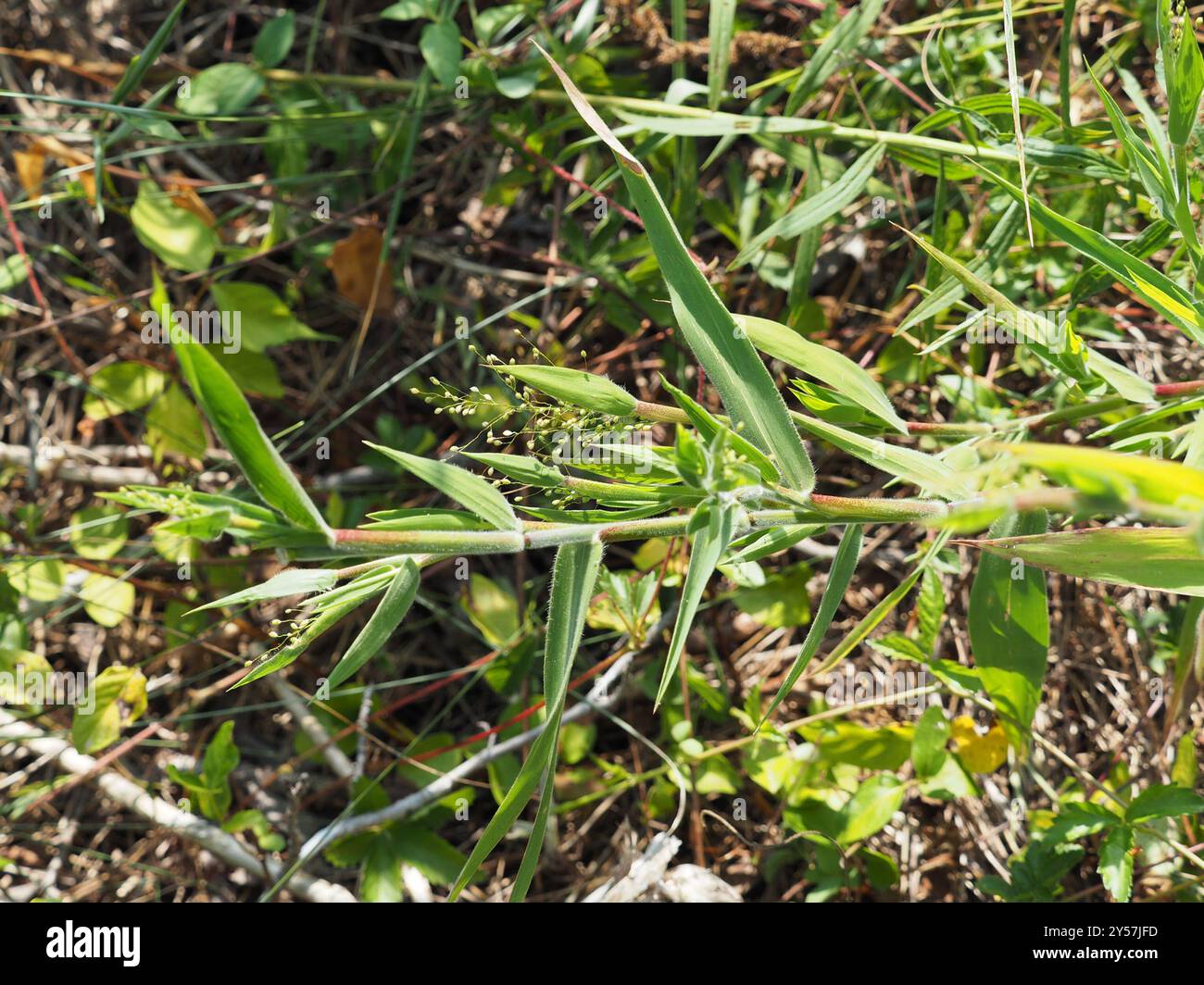 Velvet Panicum (Dichanthelium scoparium) Plantae Stock Photo - Alamy
