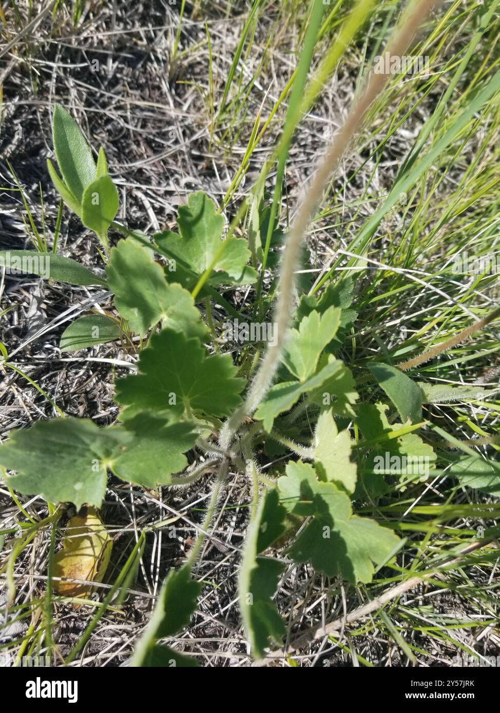 prairie alumroot (Heuchera richardsonii) Plantae Stock Photo - Alamy