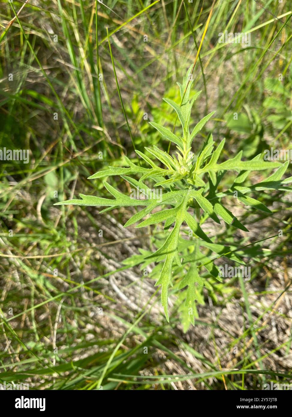 western ragweed (Ambrosia psilostachya) Plantae Stock Photo - Alamy