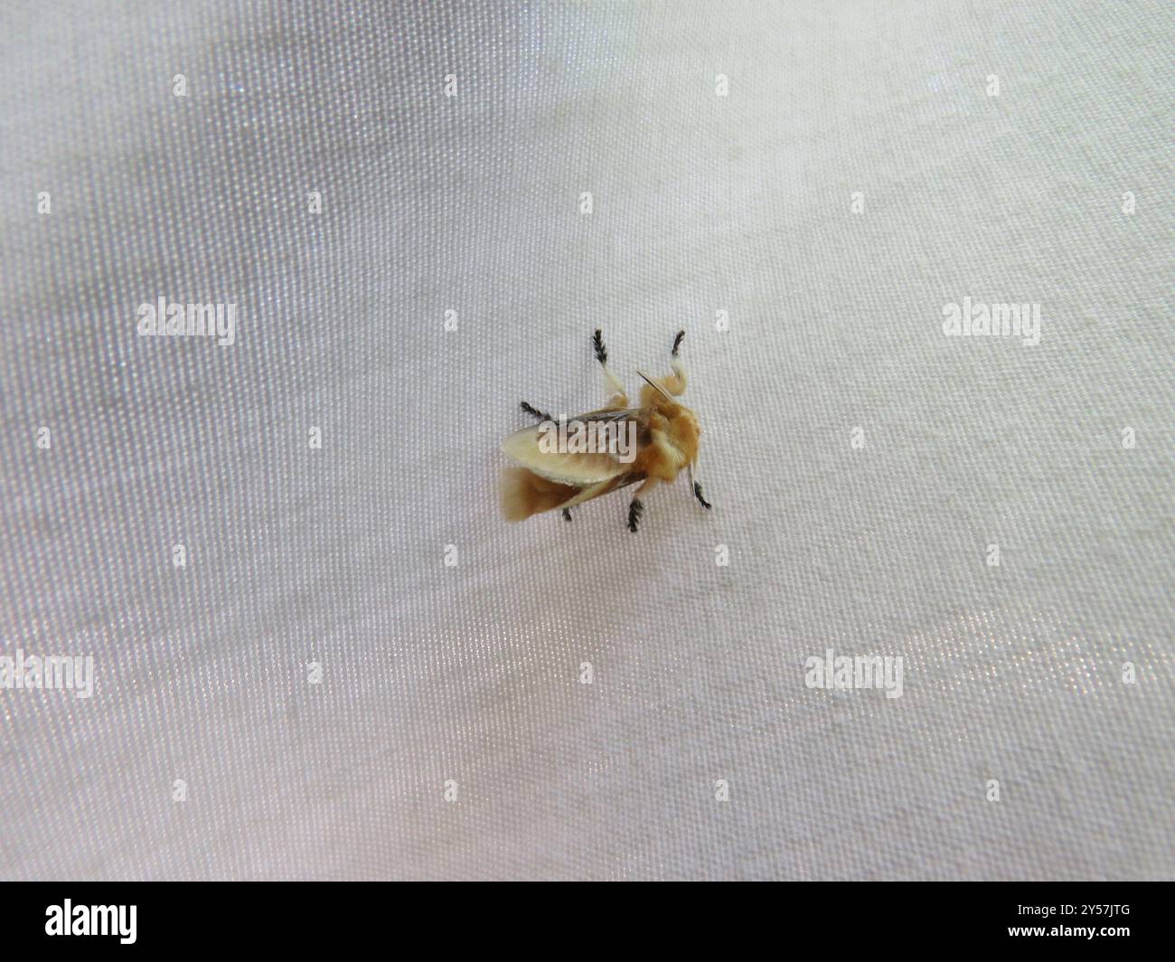 Southern Flannel Moth (Megalopyge opercularis) Insecta Stock Photo - Alamy
