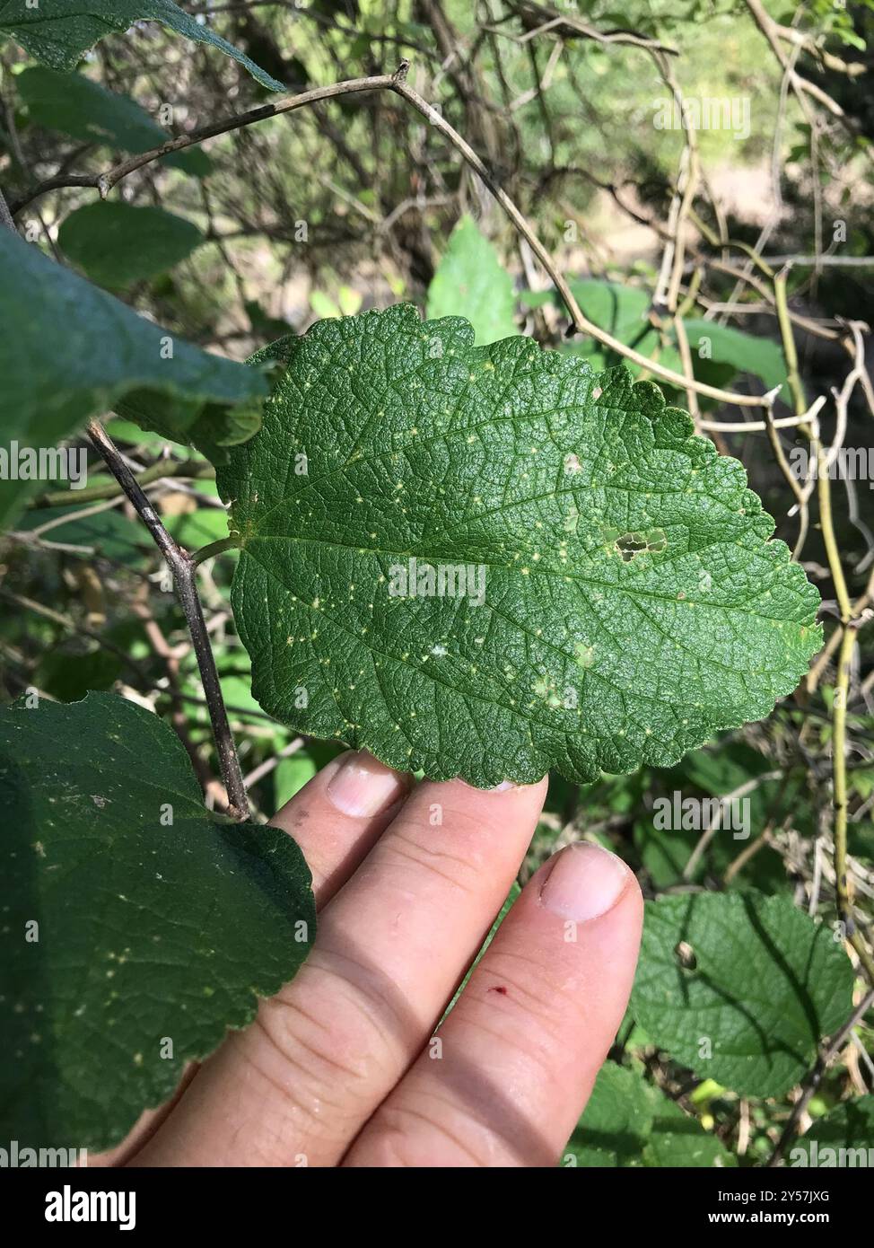 netleaf hackberry (Celtis reticulata) Plantae Stock Photo - Alamy