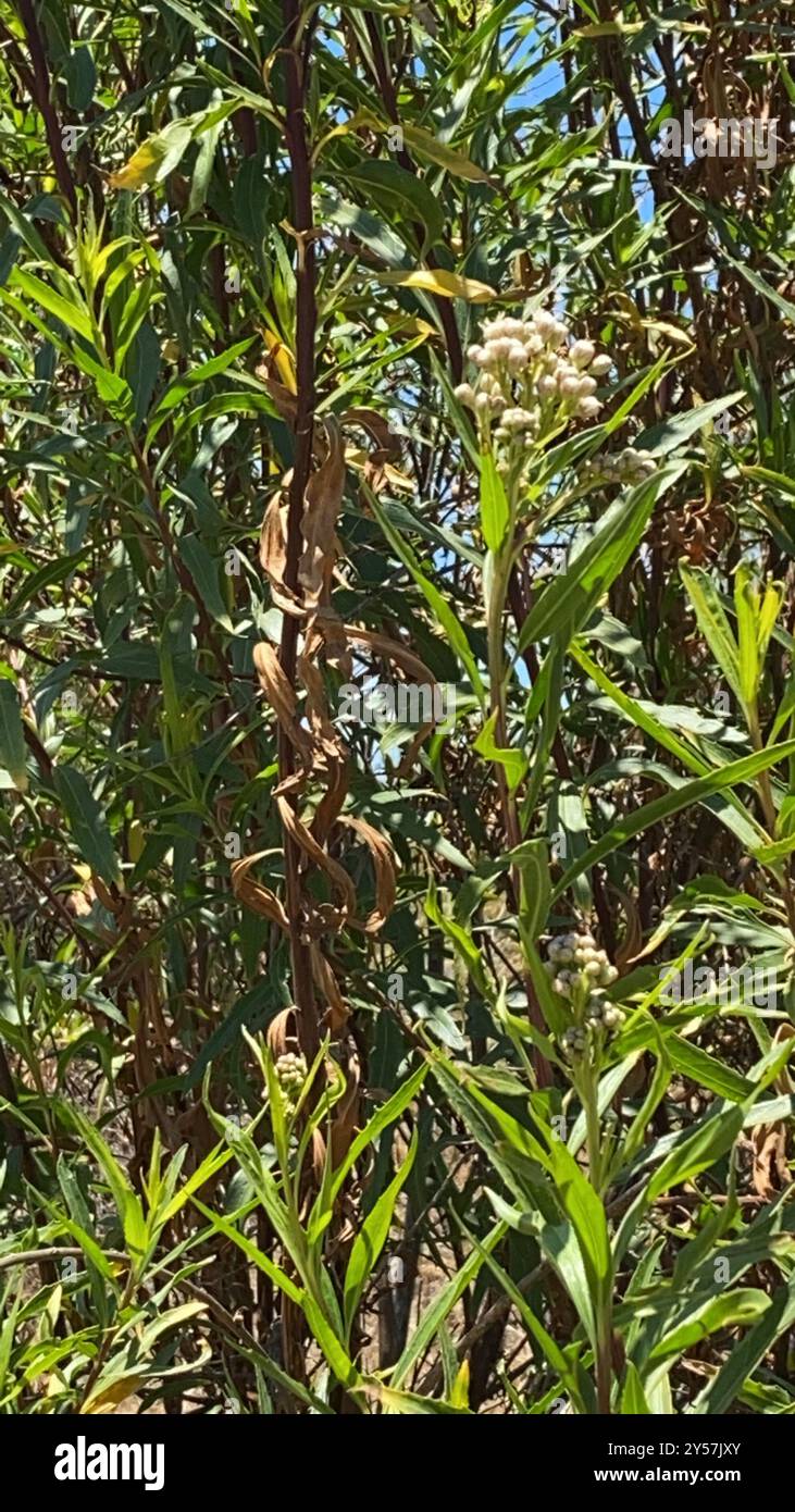 mule fat (Baccharis salicifolia) Plantae Stock Photo - Alamy