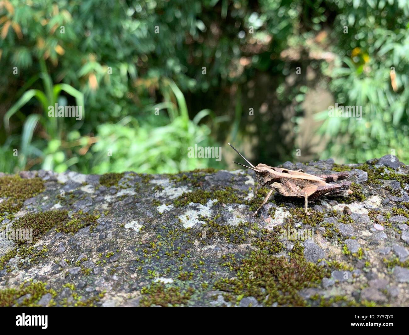 Grasshoppers, Crickets, and Katydids (Orthoptera) Insecta Stock Photo ...