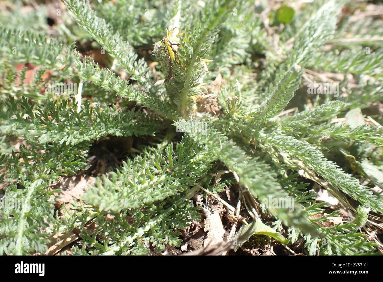common yarrow (Achillea millefolium) Plantae Stock Photo - Alamy