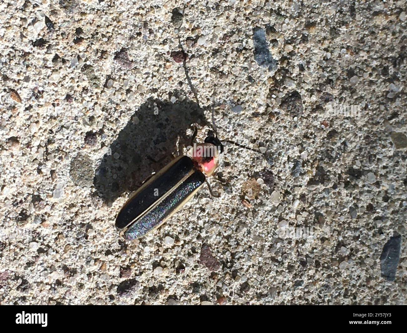 Common Eastern Firefly (Photinus pyralis) Insecta Stock Photo - Alamy