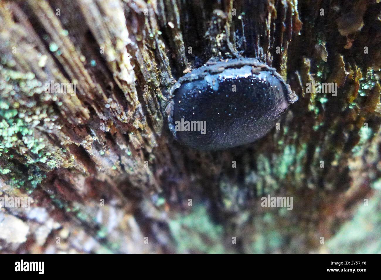 Dog's nose fungus (Camarops petersii) Fungi Stock Photo - Alamy