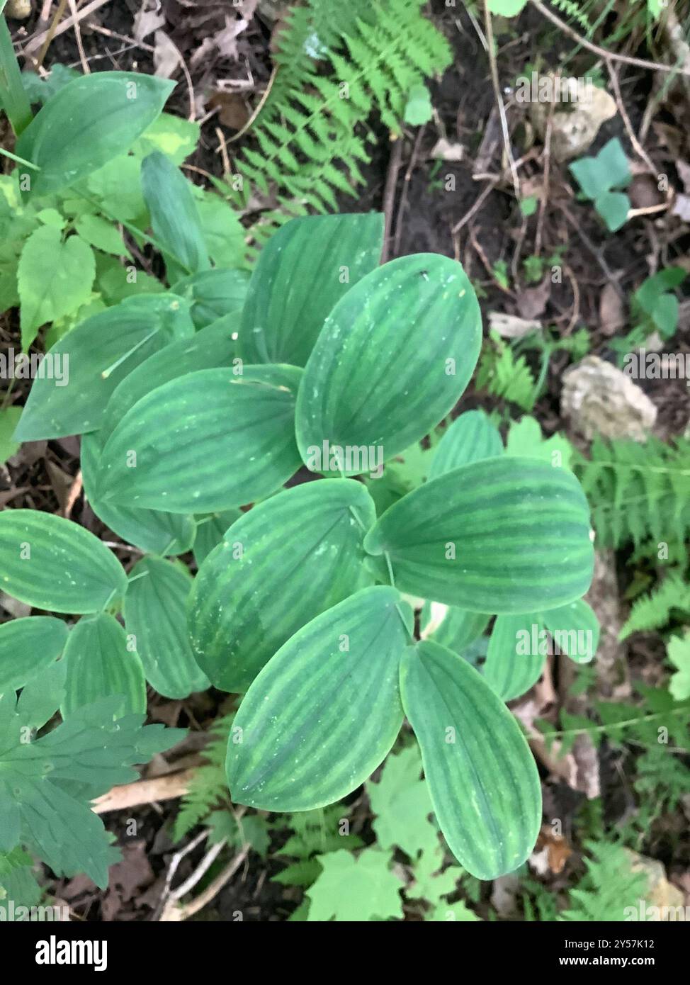 largeflower bellwort (Uvularia grandiflora) Plantae Stock Photo - Alamy