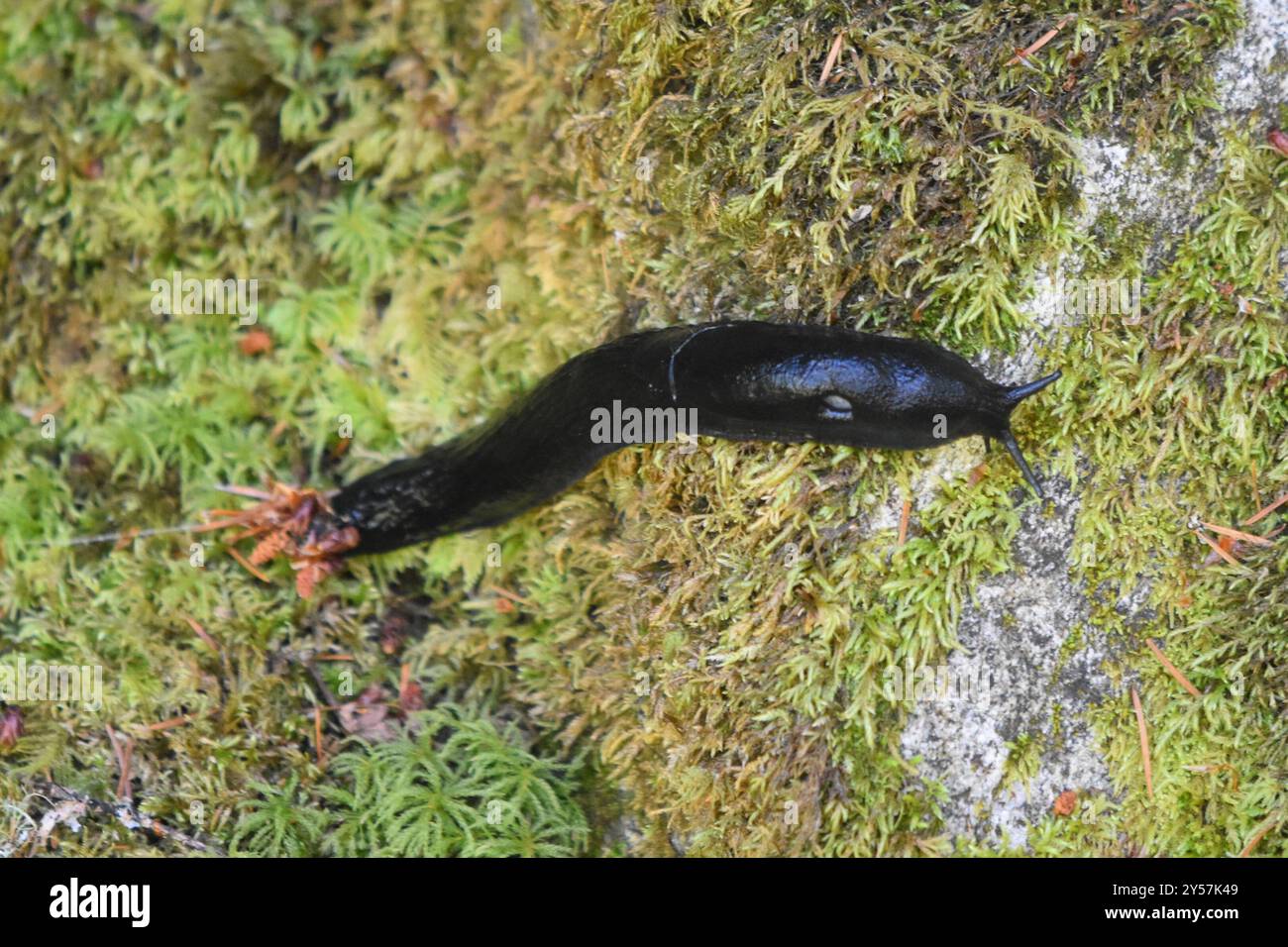 Black Slug (Arion ater) Mollusca Stock Photo - Alamy