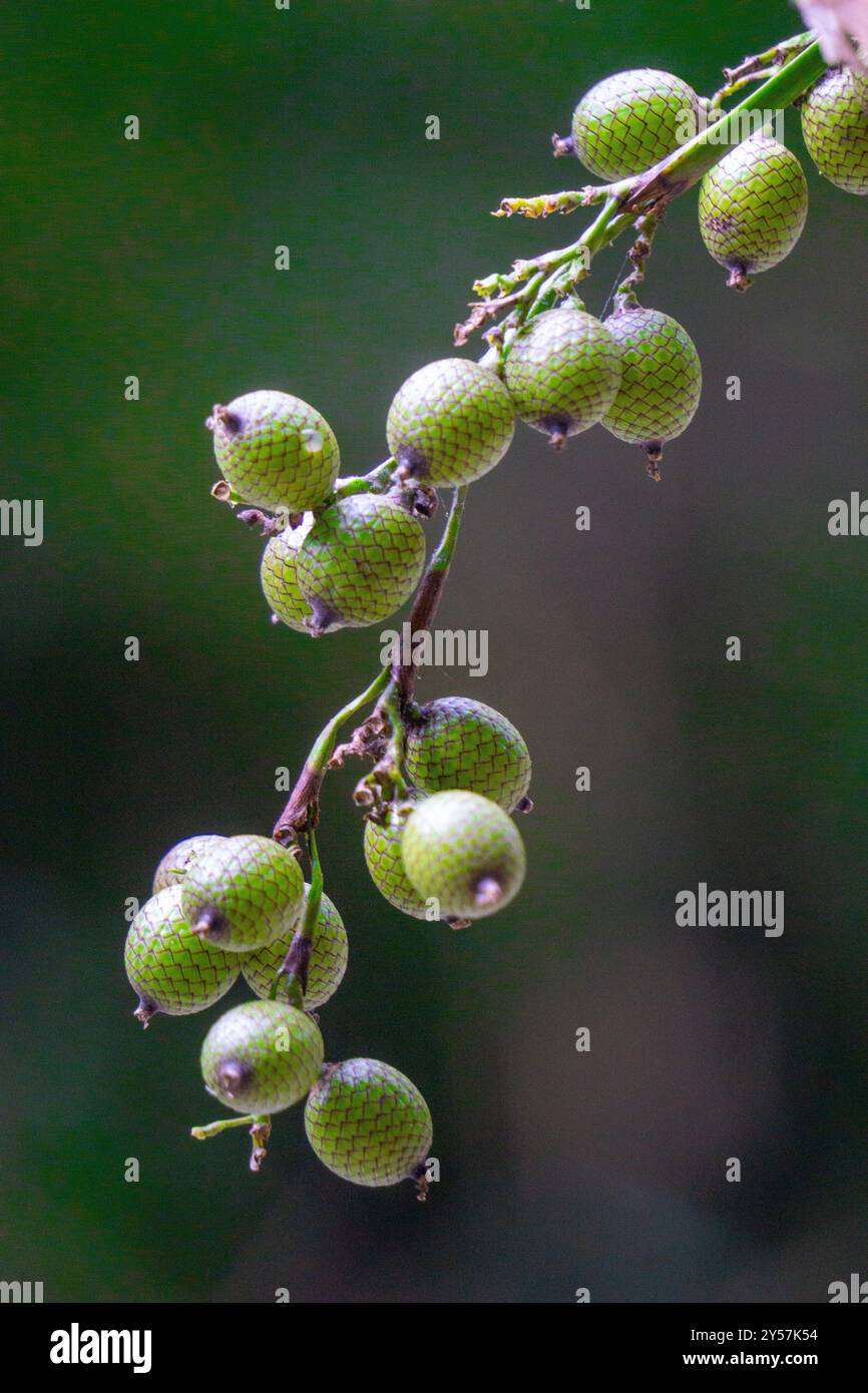Rattan fruit (Manau, hoe, jernang, buah ular, Littuko) on the tree. The ...