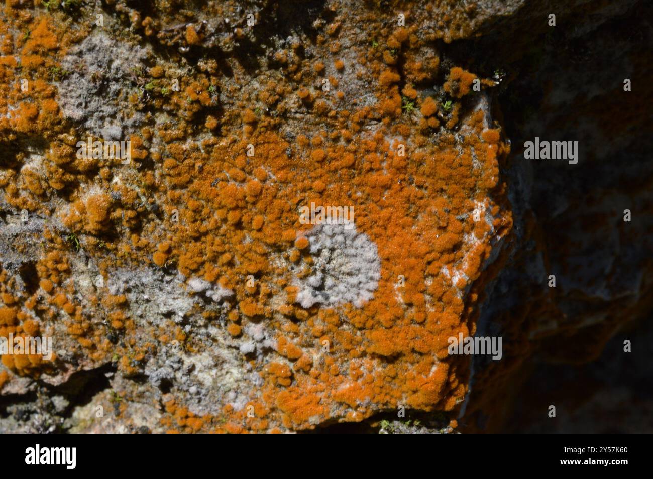 Orange Terrestrial Algae (Trentepohliales) Plantae Stock Photo - Alamy