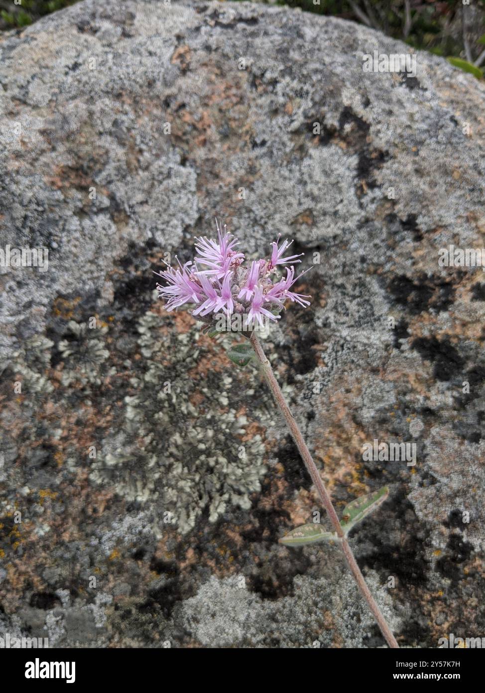 Coyote Mint (Monardella villosa) Plantae Stock Photo - Alamy
