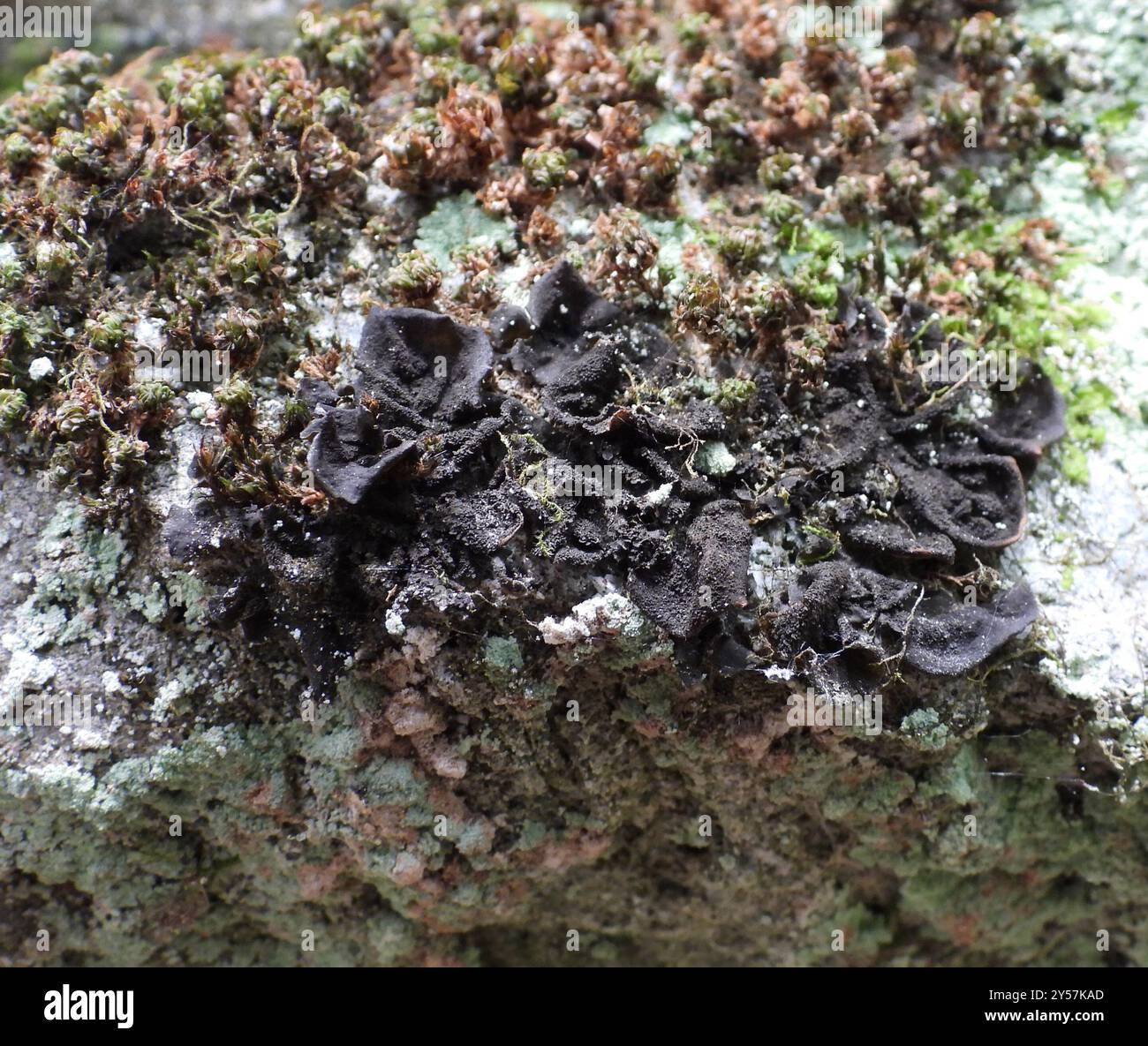 Flaking Tarpaper Lichen (Collema flaccidum) Fungi Stock Photo - Alamy