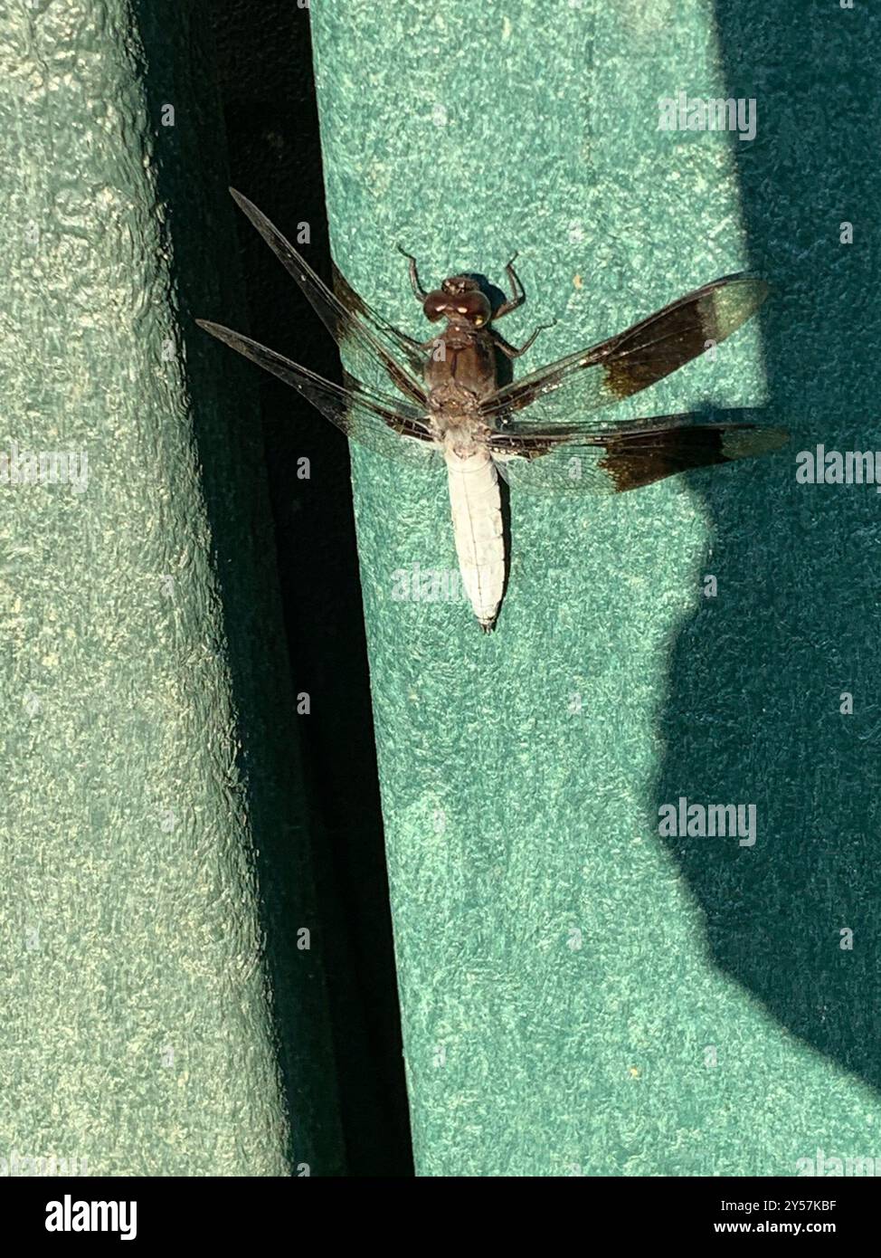 Common Whitetail (Plathemis lydia) Insecta Stock Photo - Alamy