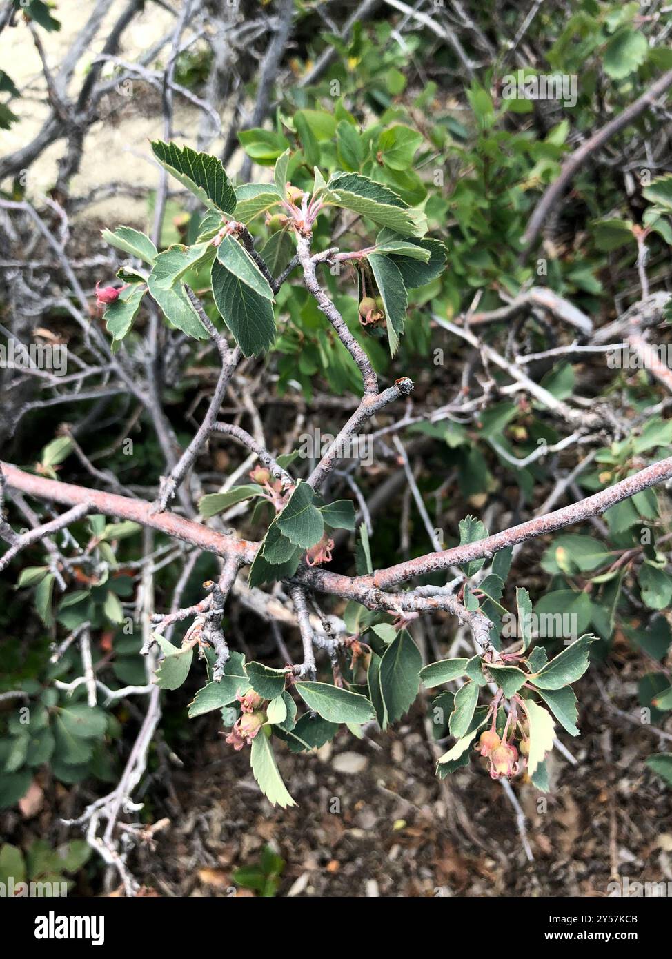 Utah Serviceberry (Amelanchier utahensis) Plantae Stock Photo - Alamy
