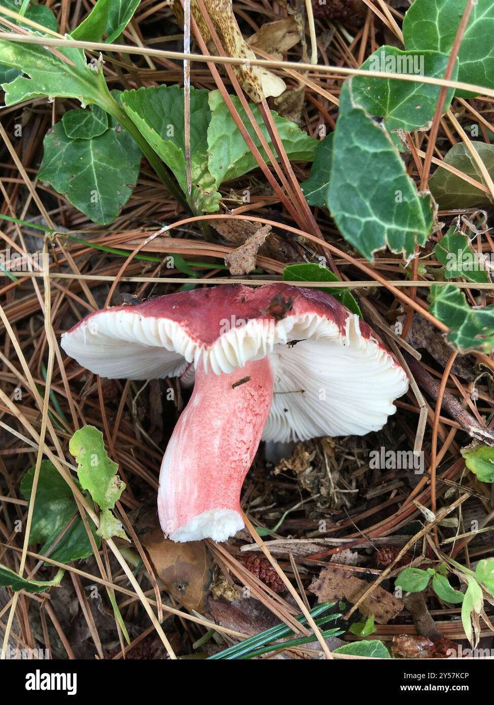 purple-bloom russula (Russula mariae) Fungi Stock Photo - Alamy