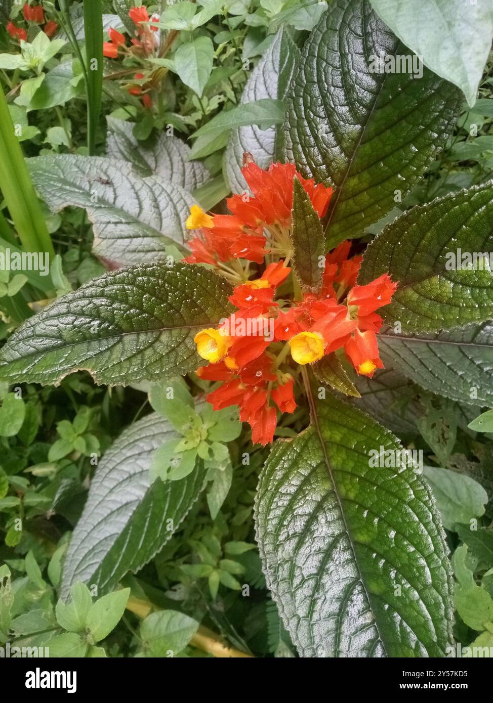 Sunset Bells (Chrysothemis pulchella) Plantae Stock Photo - Alamy