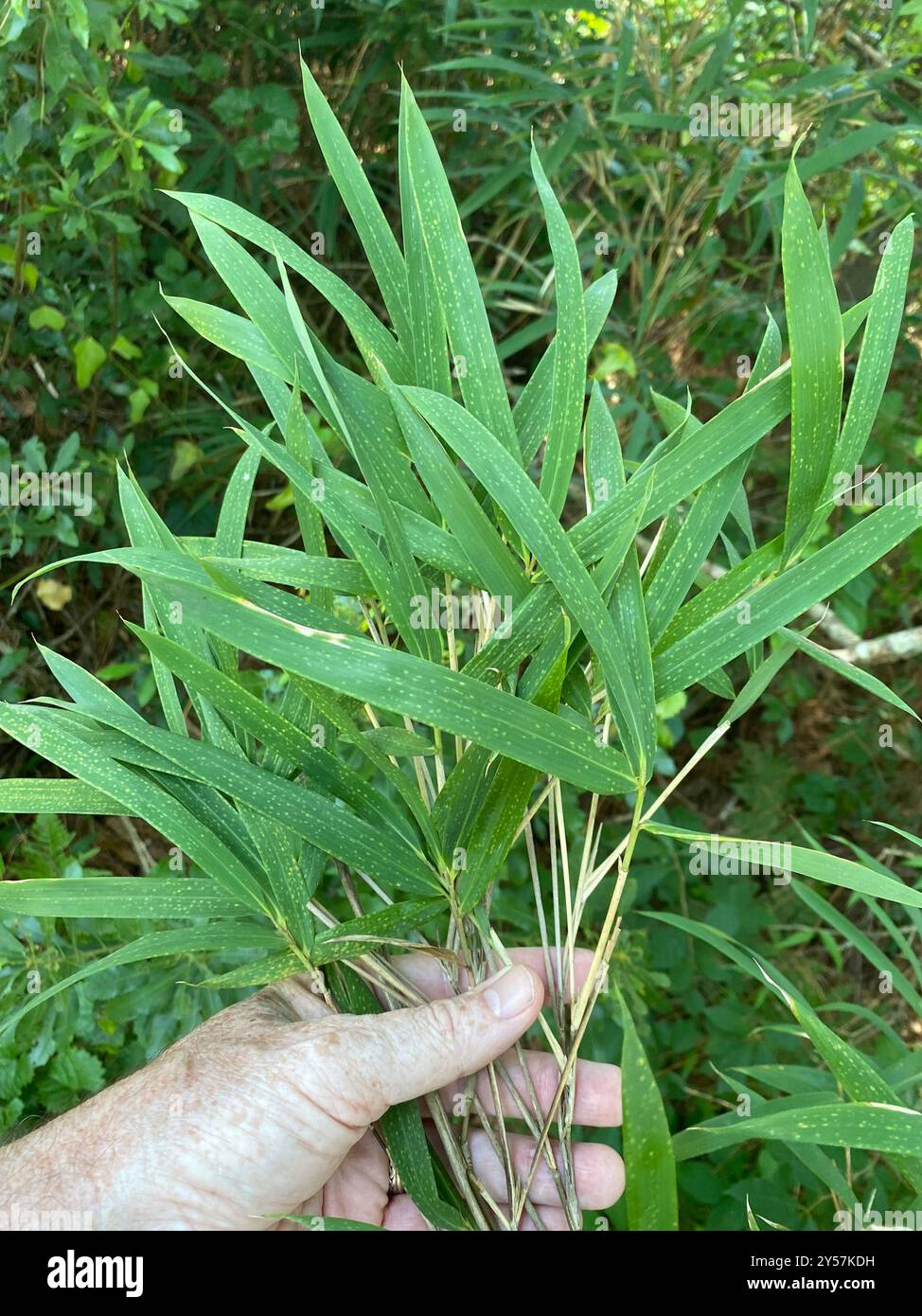 switch cane (Arundinaria tecta) Plantae Stock Photo - Alamy