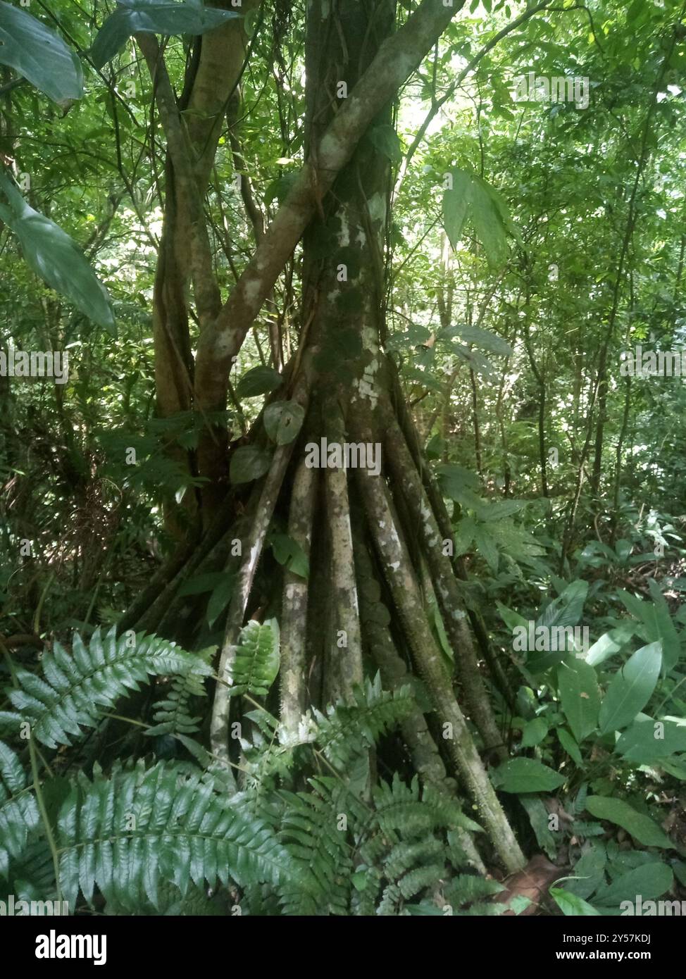 walking palm (Socratea exorrhiza) Plantae Stock Photo - Alamy