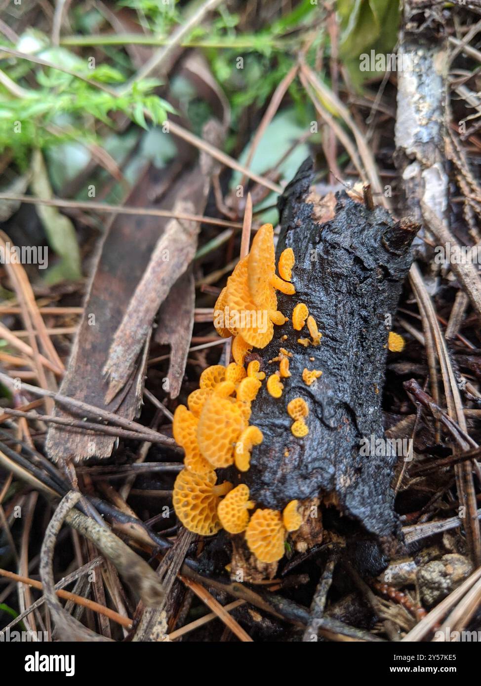 orange pore fungus (Favolaschia claudopus) Fungi Stock Photo - Alamy