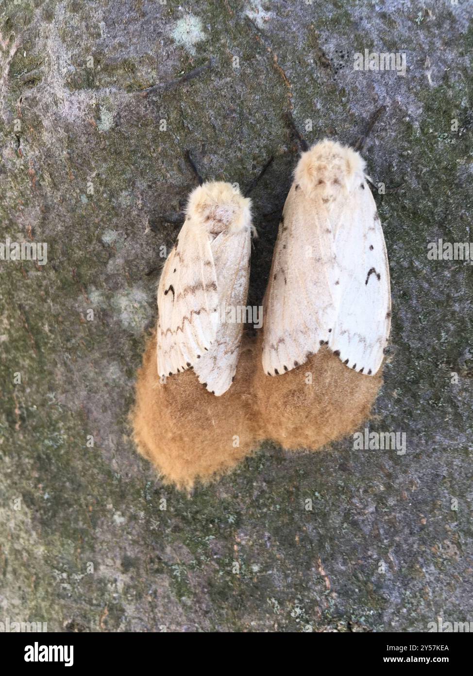 Spongy Moth (Lymantria dispar) Insecta Stock Photo - Alamy