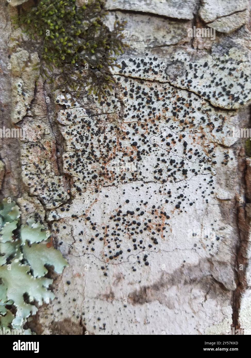 Common Button Lichen (Buellia erubescens) Fungi Stock Photo - Alamy