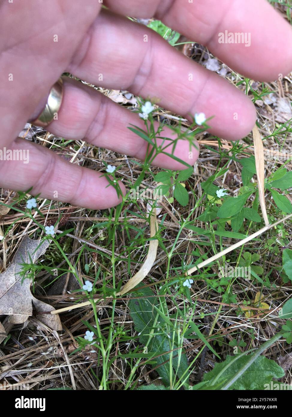 Rust Weed (Polypremum procumbens) Plantae Stock Photo - Alamy