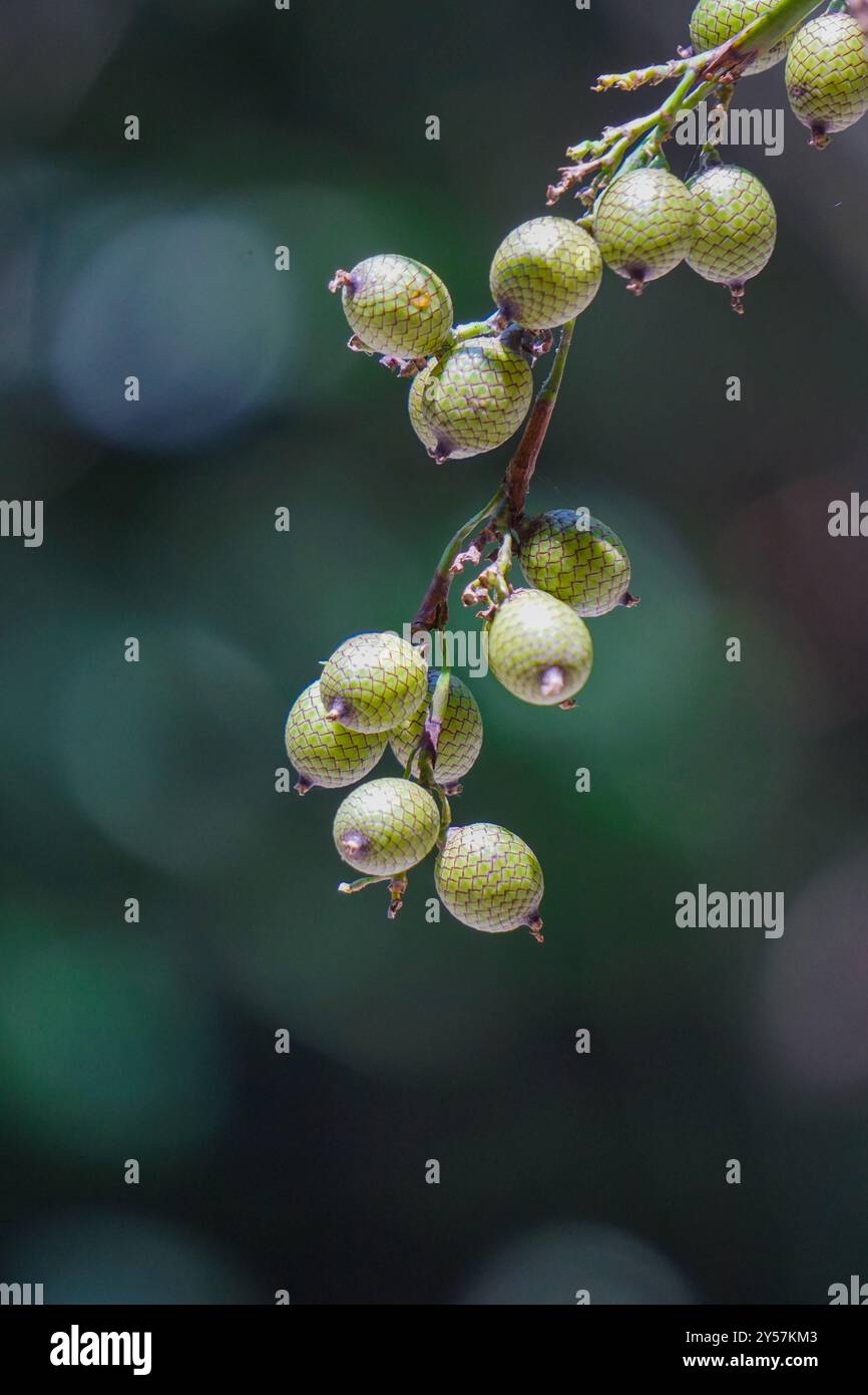 Rattan fruit (Manau, hoe, jernang, buah ular, Littuko) on the tree. The ...