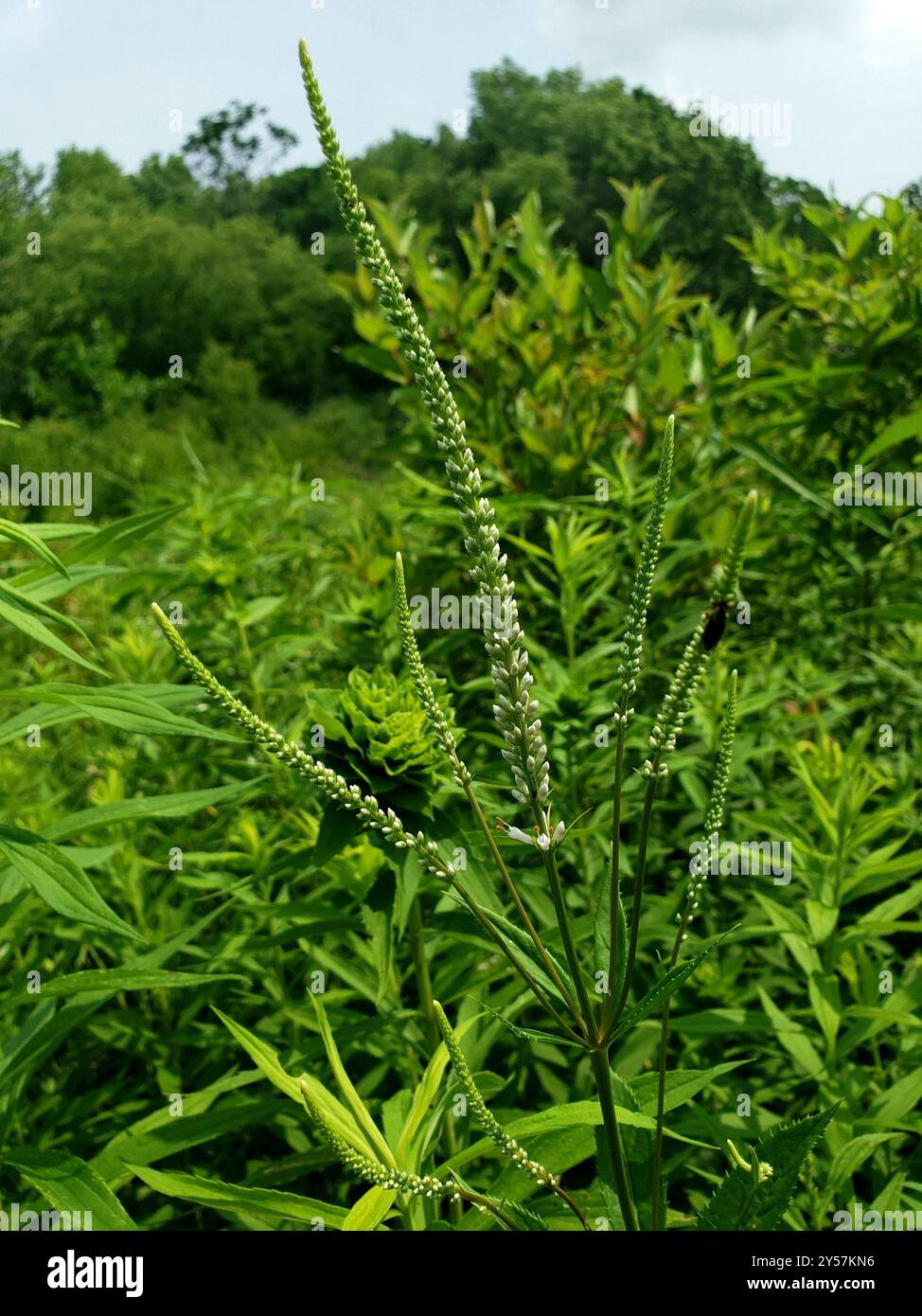 Culver's root (Veronicastrum virginicum) Plantae Stock Photo - Alamy