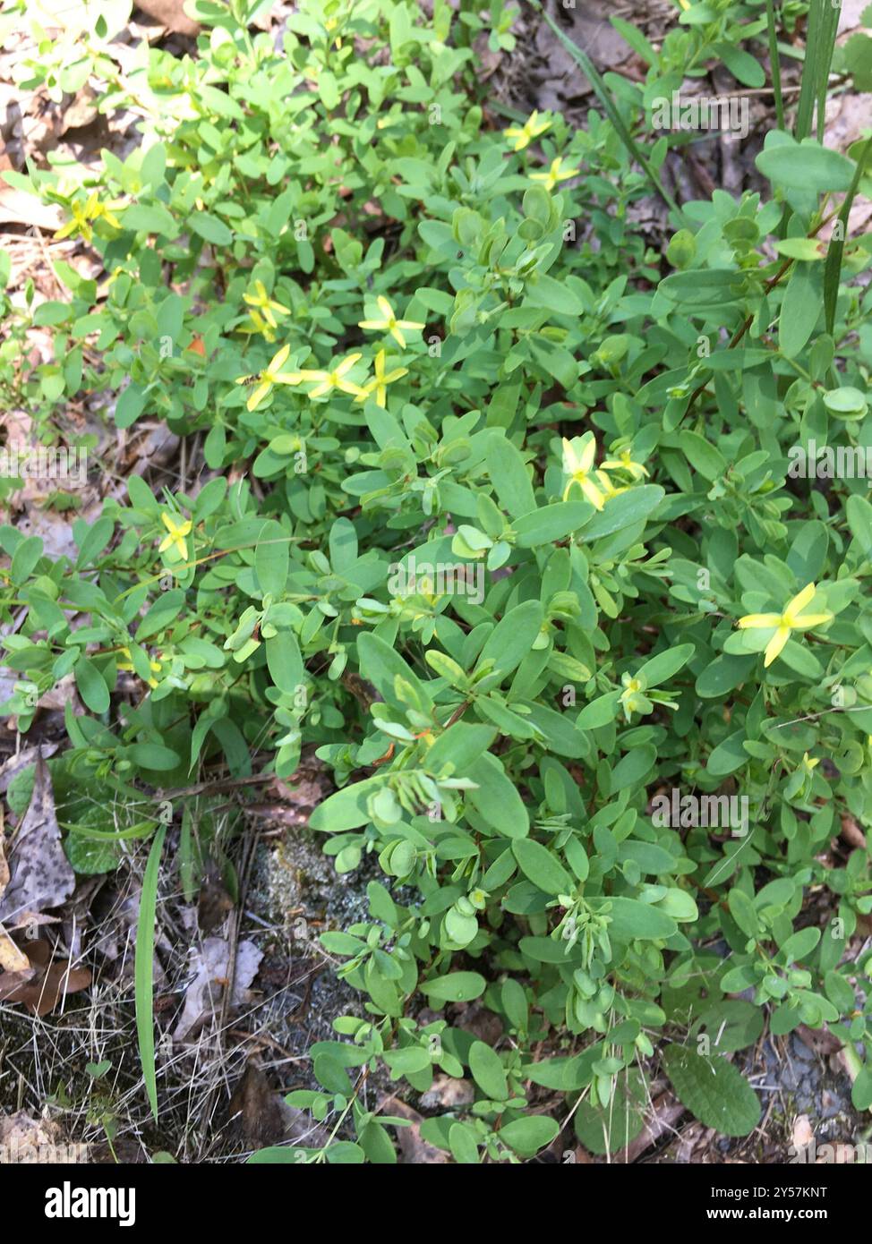 low St. John's wort (Hypericum stragulum) Plantae Stock Photo - Alamy