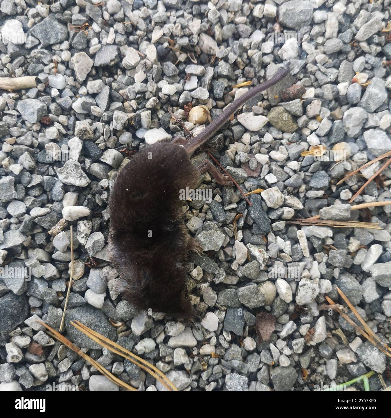 Common Shrew (Sorex araneus) Mammalia Stock Photo - Alamy