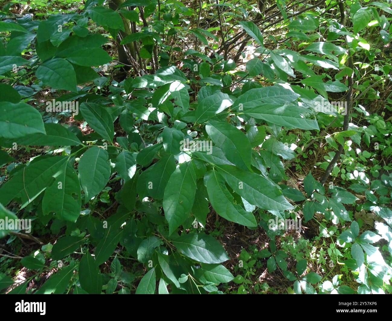 northern spicebush (Lindera benzoin) Plantae Stock Photo - Alamy