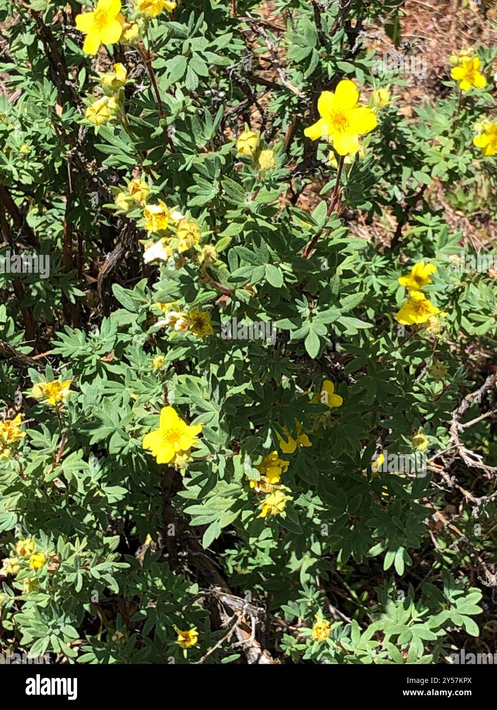 shrubby cinquefoil (Dasiphora fruticosa) Plantae Stock Photo - Alamy