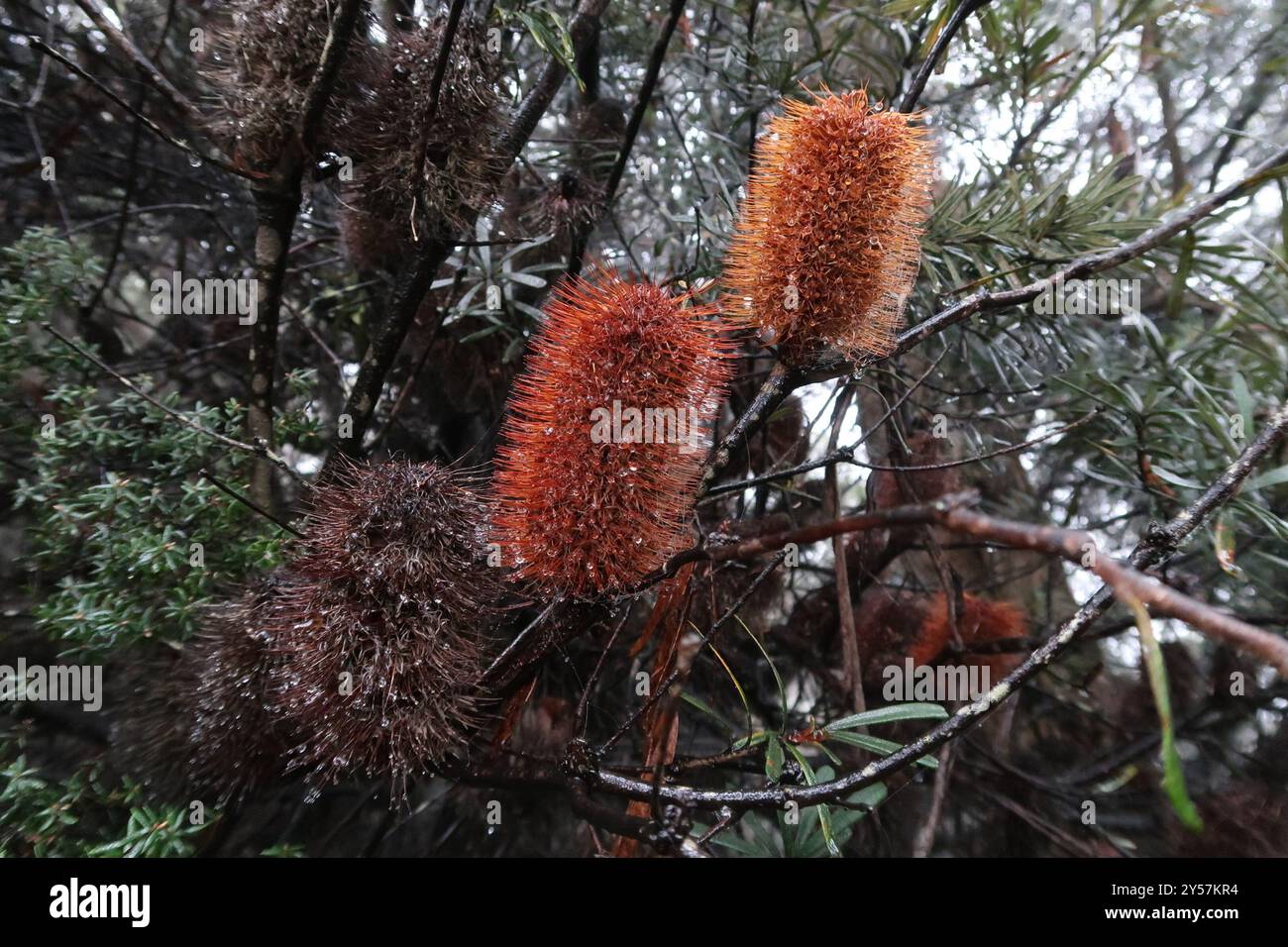 Silver Banksia (Banksia marginata) Plantae Stock Photo - Alamy