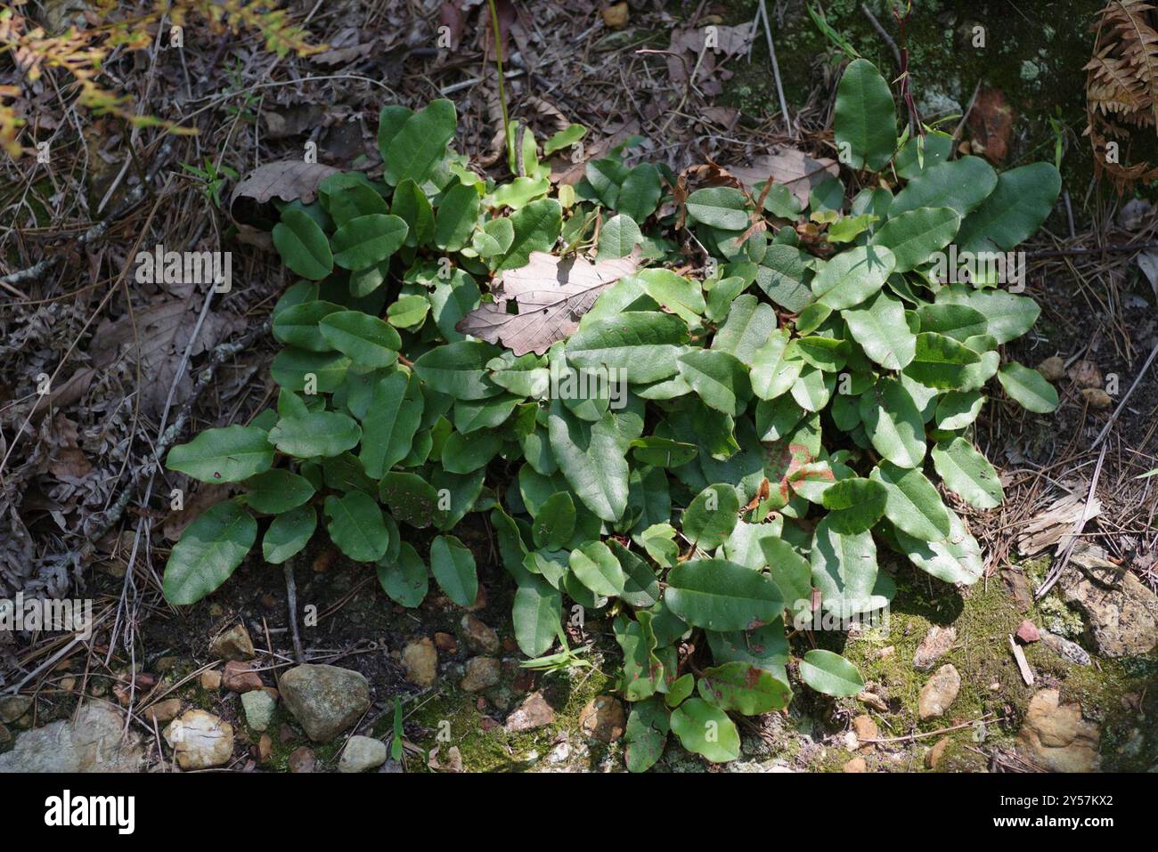 trailing arbutus (Epigaea repens) Plantae Stock Photo - Alamy