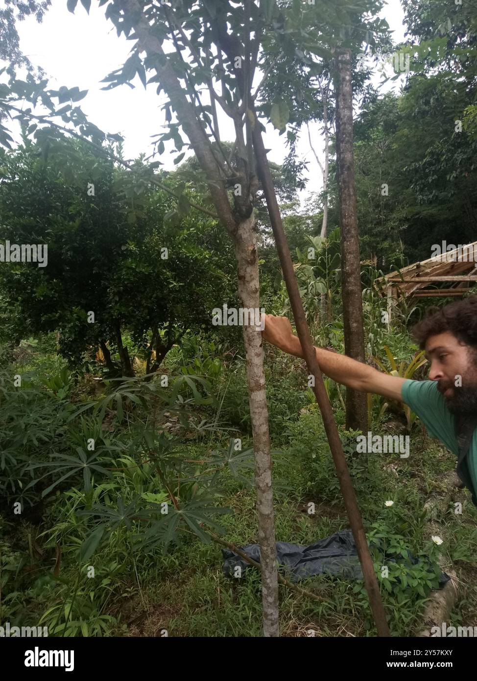 Fence Post Tree (Gliricidia sepium) Plantae Stock Photo - Alamy