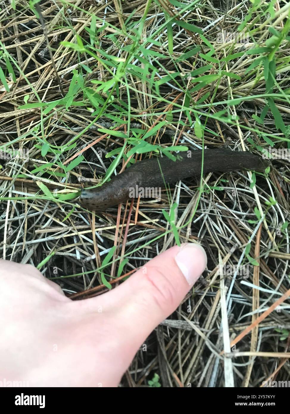 Leopard Slug (Limax maximus) Mollusca Stock Photo - Alamy