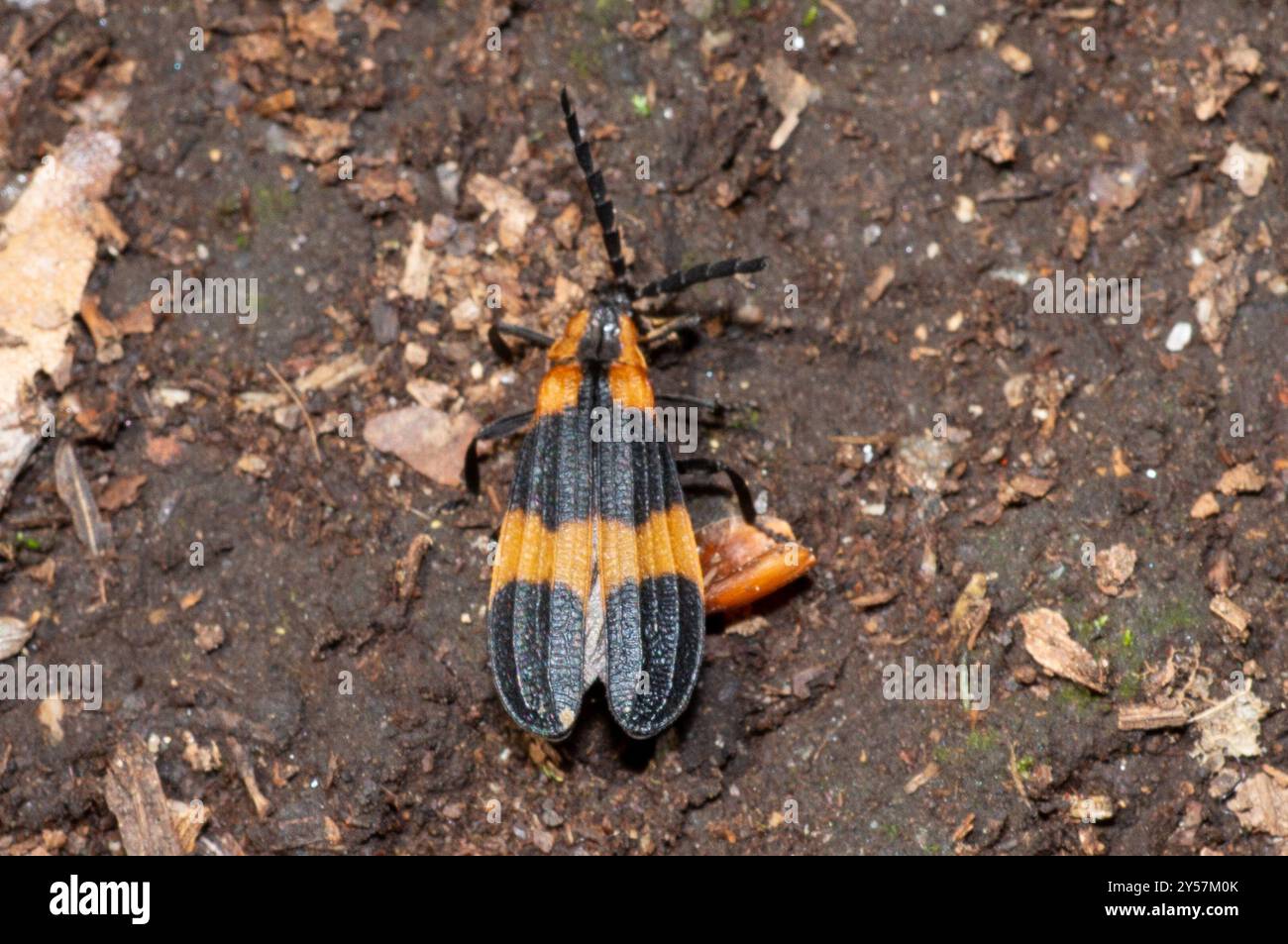 Reticulated Net-winged Beetle (Calopteron reticulatum) Insecta Stock ...