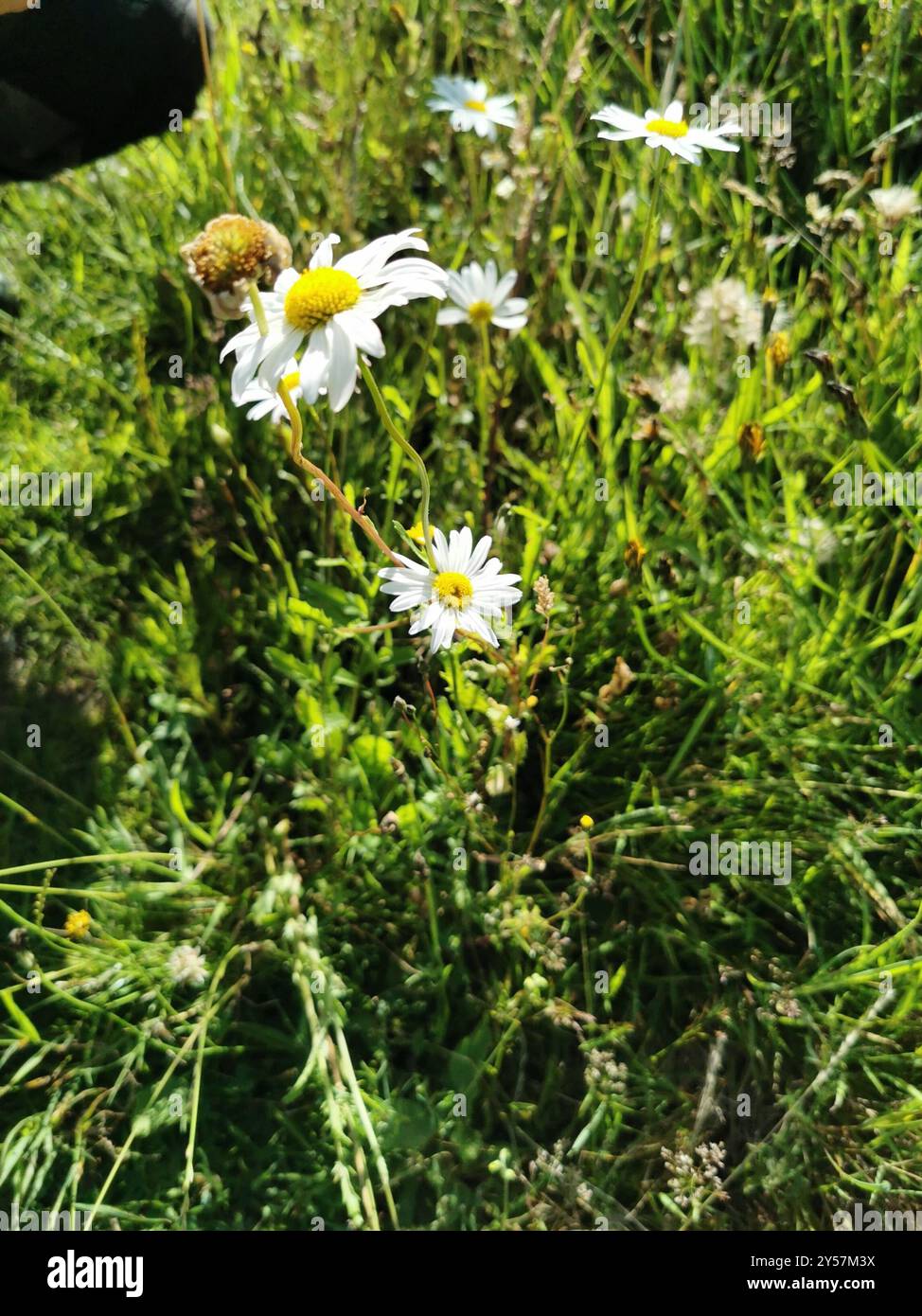 oxeye daisy (Leucanthemum vulgare) Plantae Stock Photo - Alamy