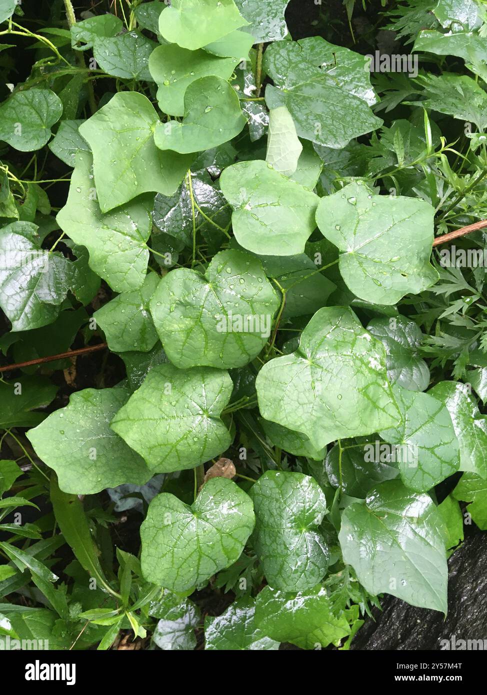 moonseed (Menispermum canadense) Plantae Stock Photo - Alamy
