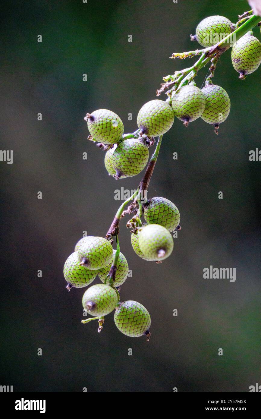 Rattan fruit (Manau, hoe, jernang, buah ular, Littuko) on the tree. The ...