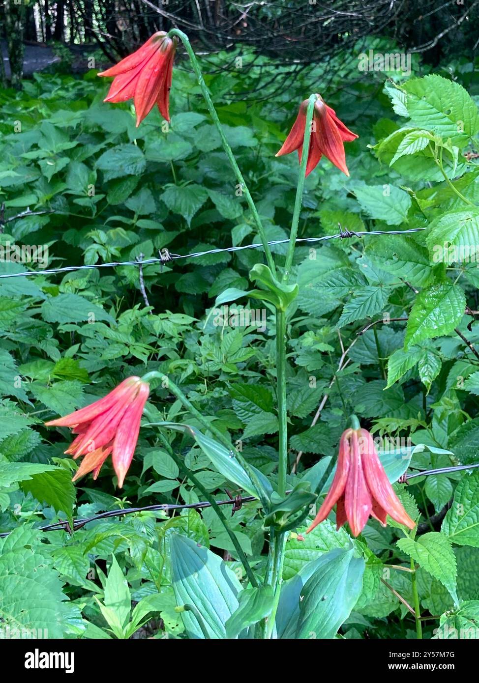 Gray's lily (Lilium grayi) Plantae Stock Photo - Alamy