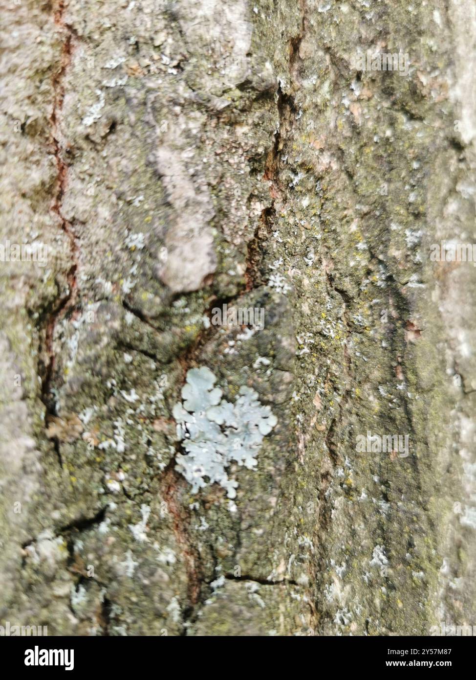 shield lichen (Parmelia sulcata) Fungi Stock Photo - Alamy