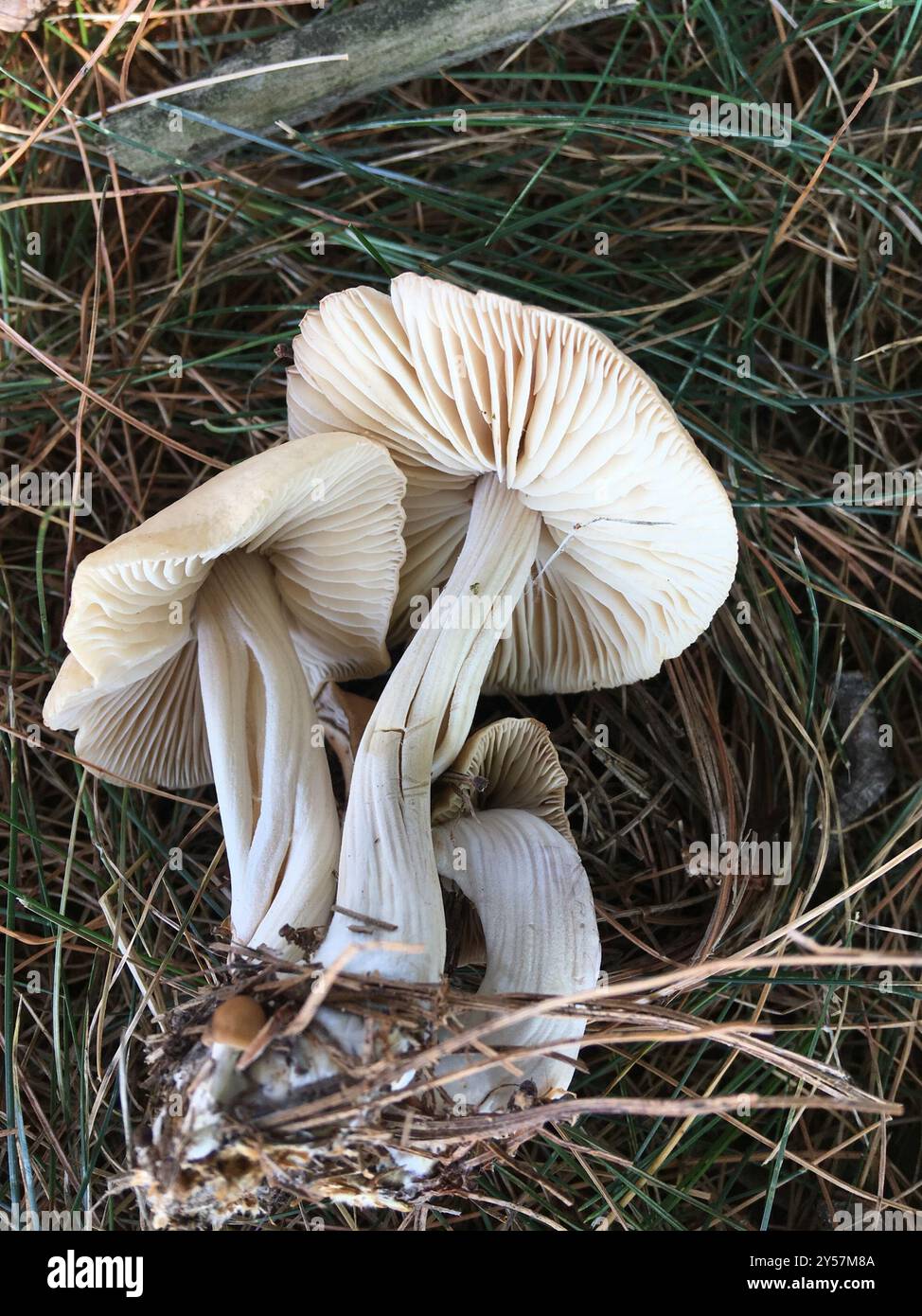 fairy ring marasmius (Marasmius oreades) Fungi Stock Photo - Alamy