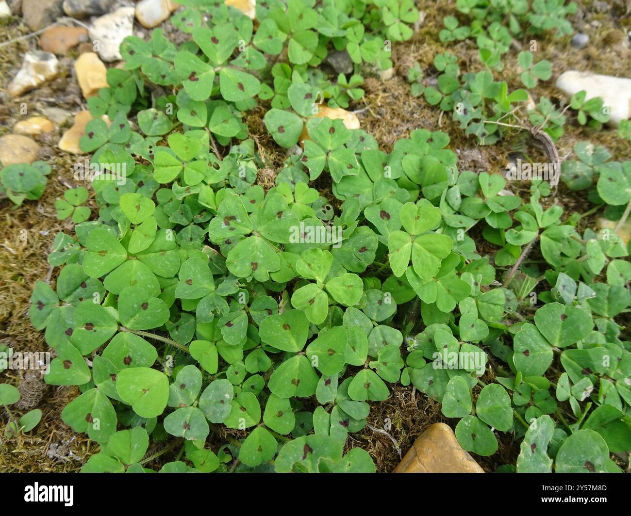 Spotted medick (Medicago arabica) Plantae Stock Photo - Alamy