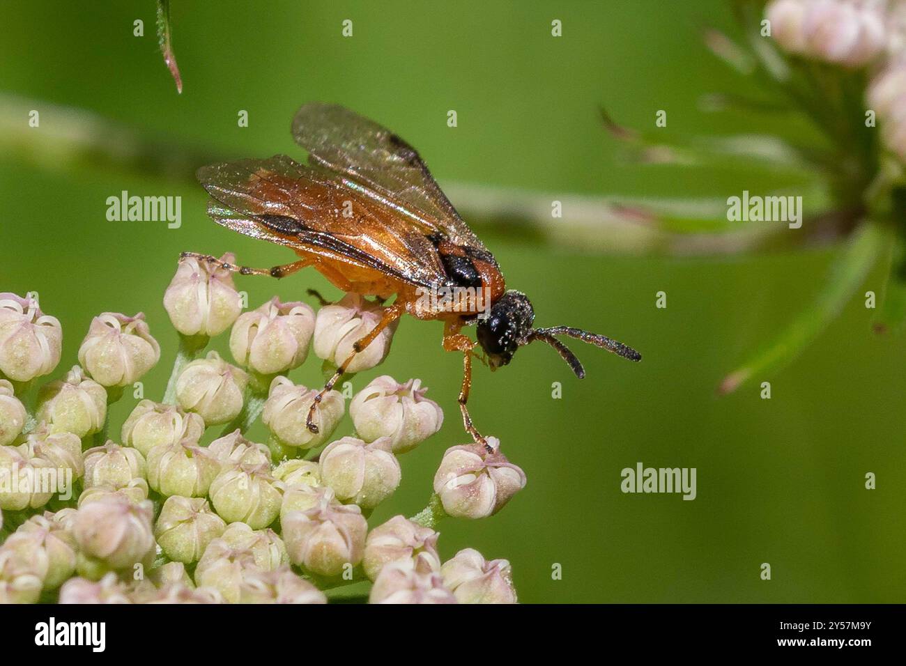 Turnip Sawfly (Athalia rosae) Insecta Stock Photo - Alamy