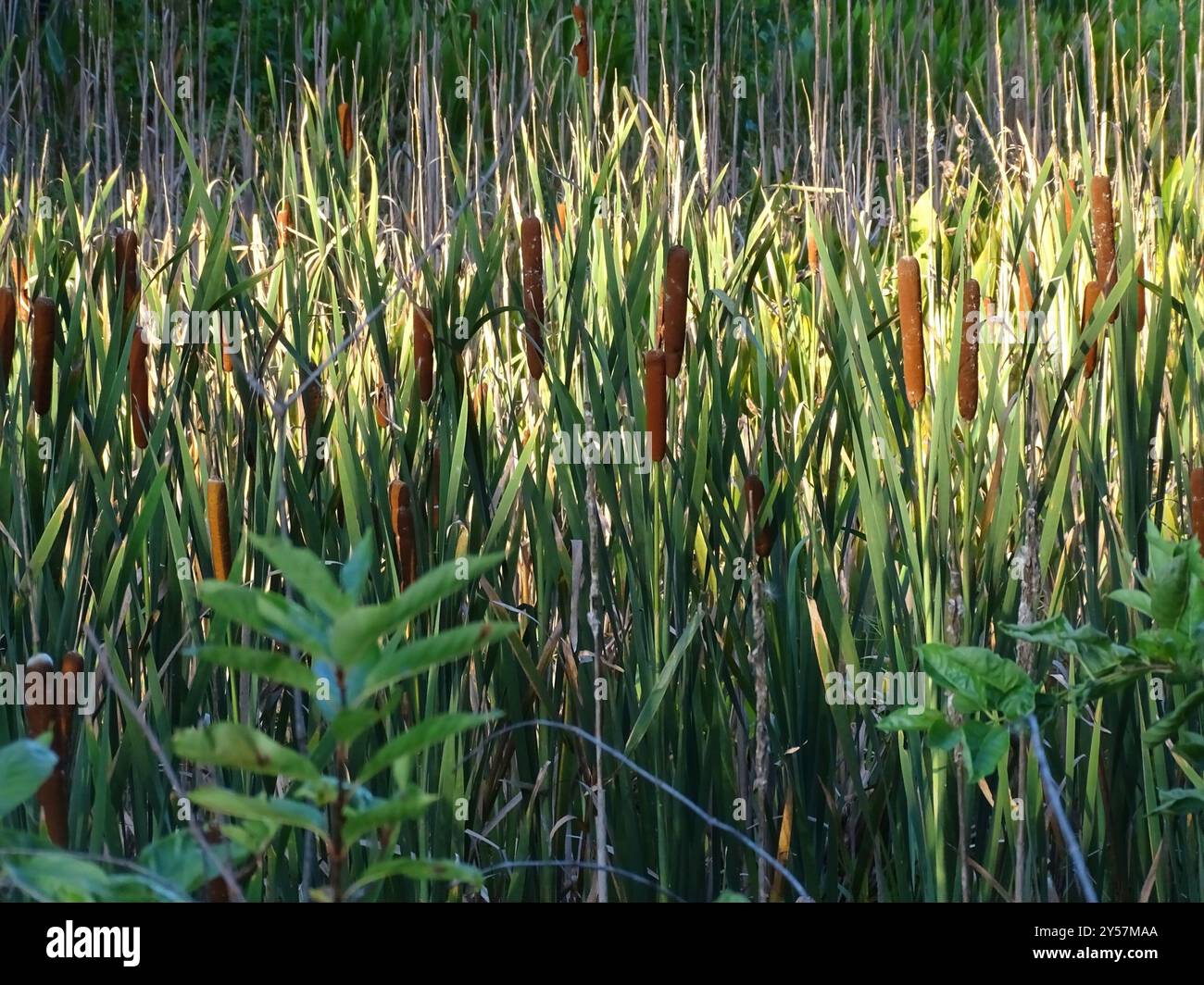 Cattails (Typha) Plantae Stock Photo - Alamy
