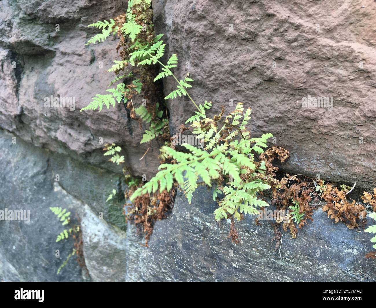 ferns (Polypodiopsida) Plantae Stock Photo - Alamy